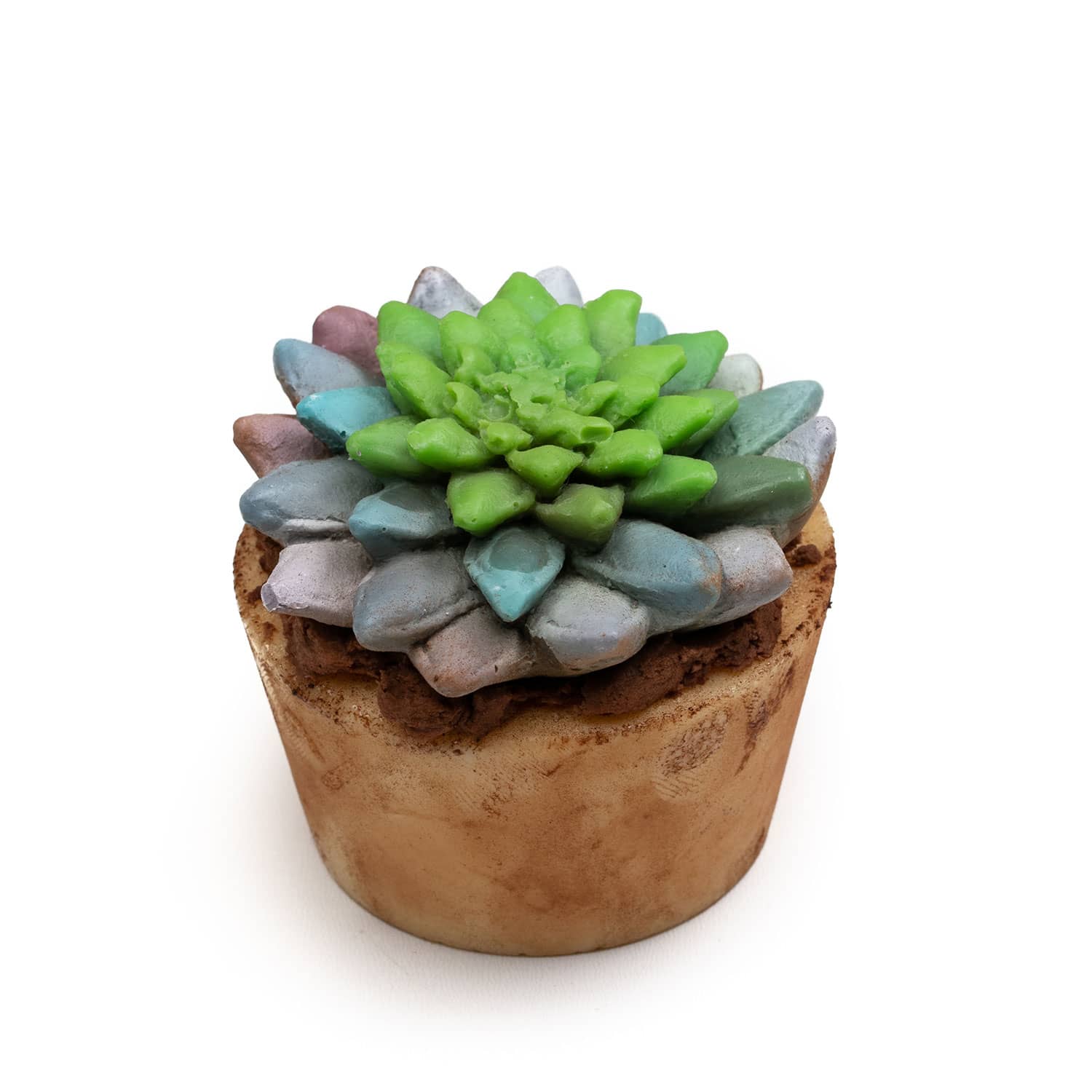 Cactus Agave Maceta – Trocalife